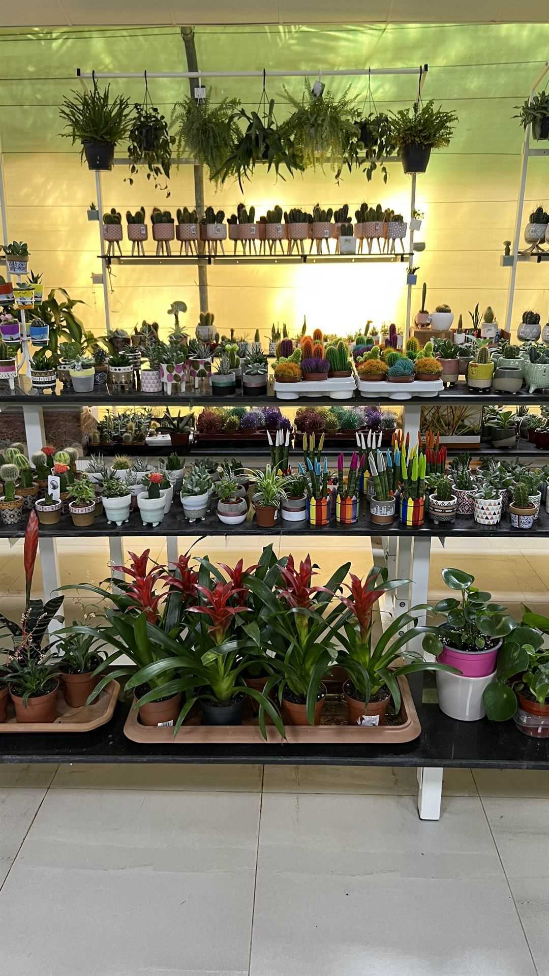Plant Nursery in Seeb, AlGinan-Indoor Plants Showroom